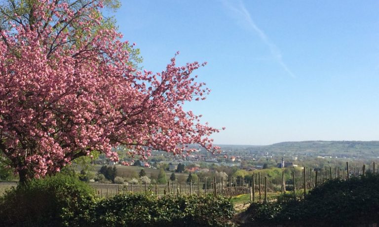 Short History of Emigration from Rhineland-Pfalz (Palatinate) to ...